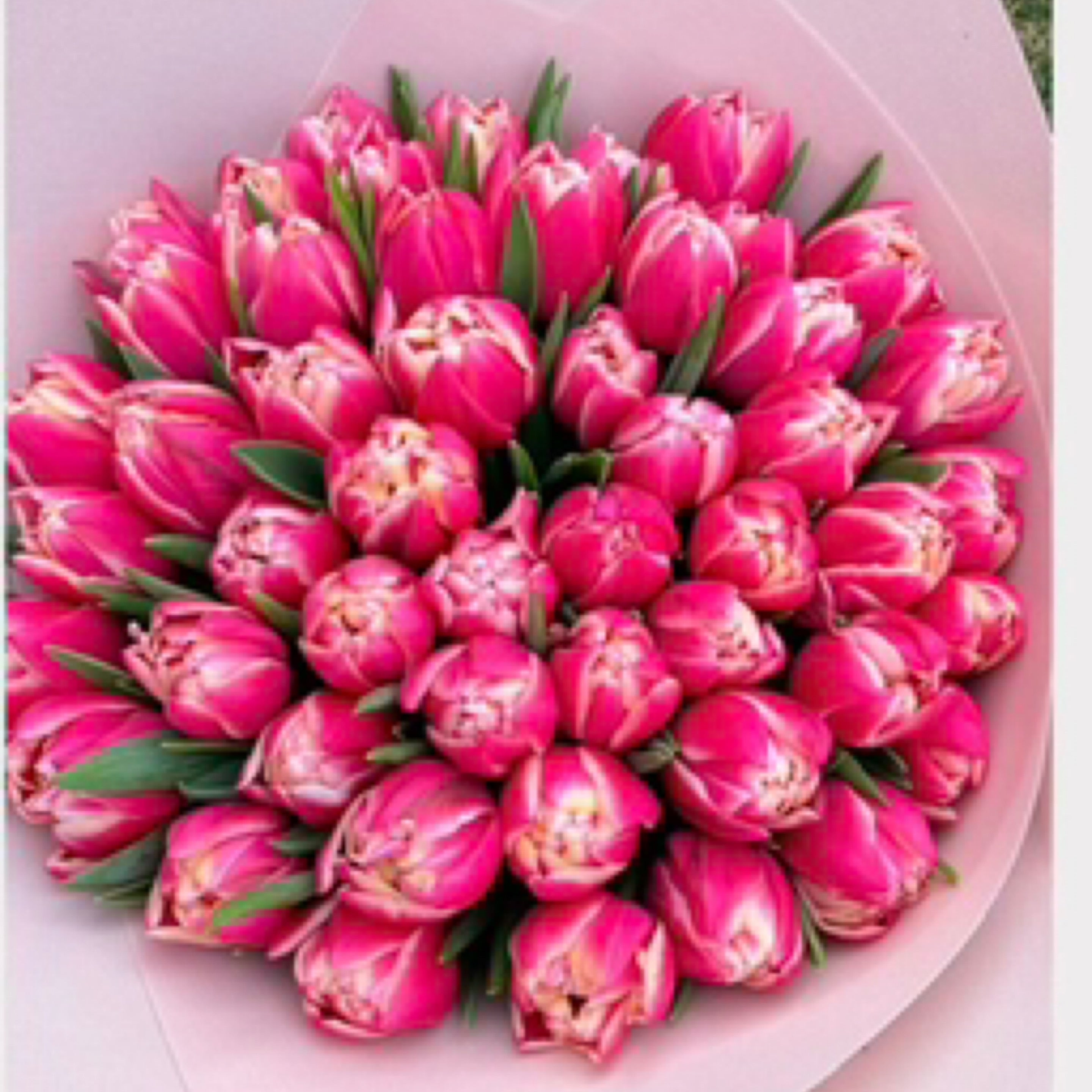 I Love TuLips Wrap | No. 1 Flowers by Jo